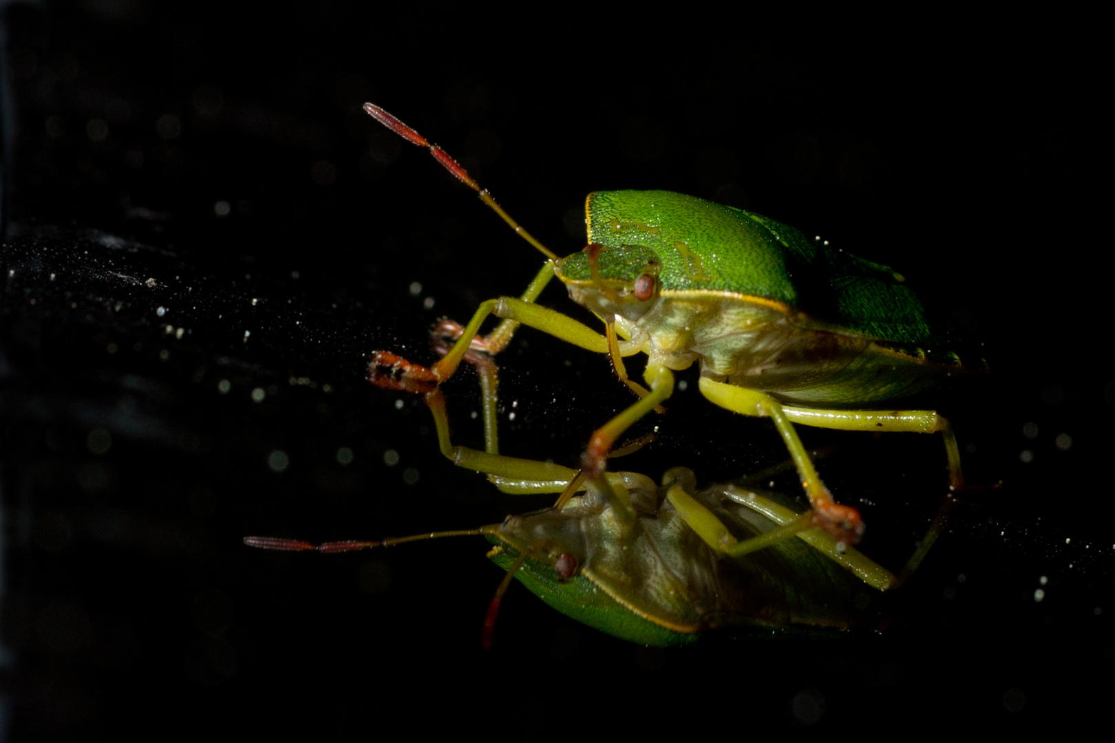 Grüne Stinkwanze Foto & Bild | tiere, wildlife, insekten Bilder auf ...