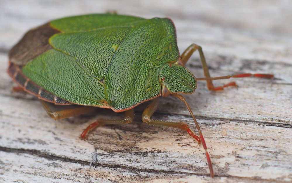 Grüne Stinkwanze Foto & Bild | makro, natur, insekten Bilder auf ...
