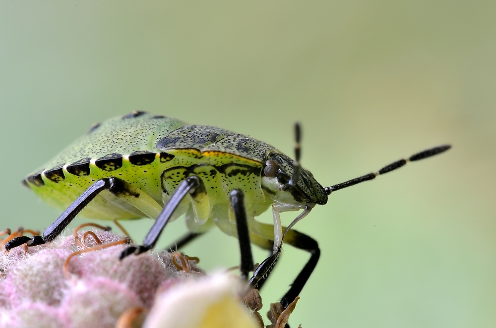 Grüne Stinkwanze Foto & Bild | tiere, wildlife, insekten Bilder auf ...