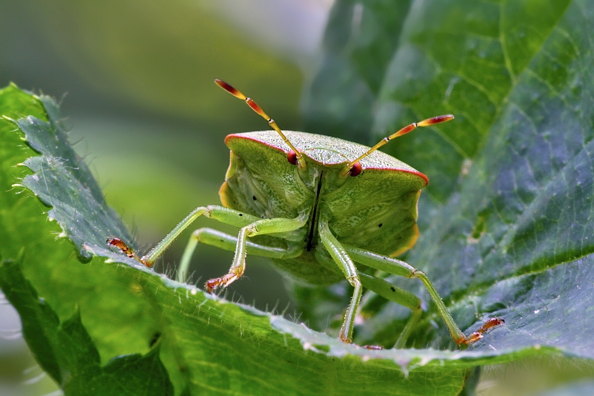 Grüne Stinkwanze Foto & Bild | tiere, wildlife, insekten Bilder auf ...