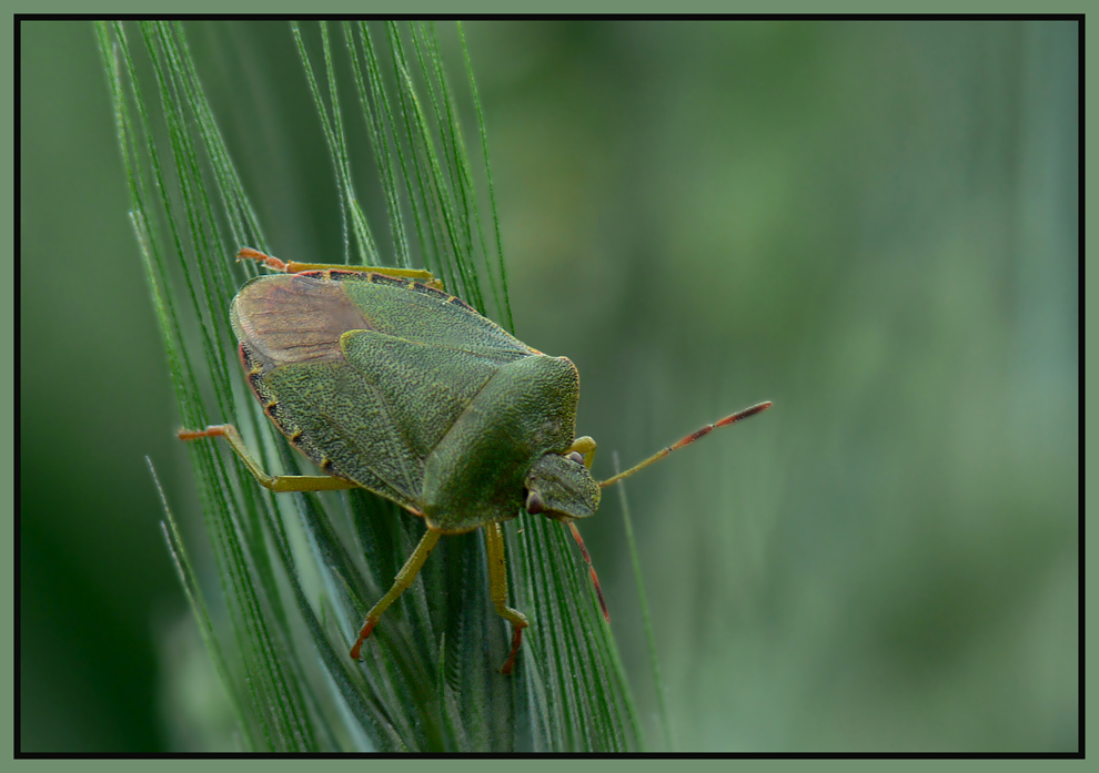 Grüne Stinkwanze? Foto & Bild | tiere, wildlife, insekten Bilder auf ...