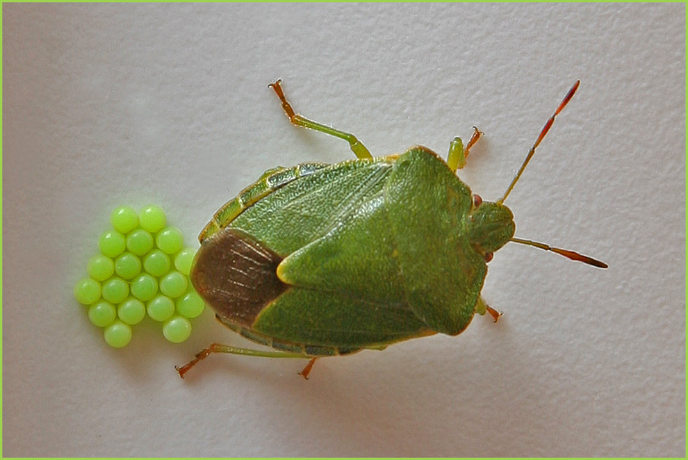 Grüne Stinkwanze bei der Eiablage Foto & Bild | tiere, wildlife ...