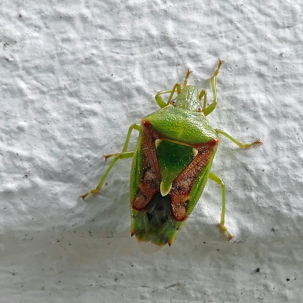 Grüne Stinkwanze - Buntrock - Bunte Blattwanze ??? Foto & Bild | tiere ...