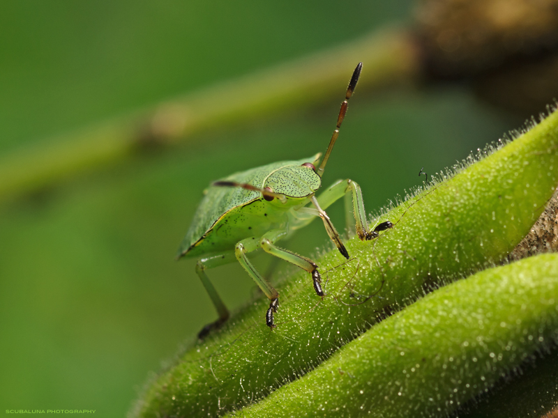 Grüne Stinkwanze Foto & Bild | tiere, wildlife, insekten Bilder auf ...