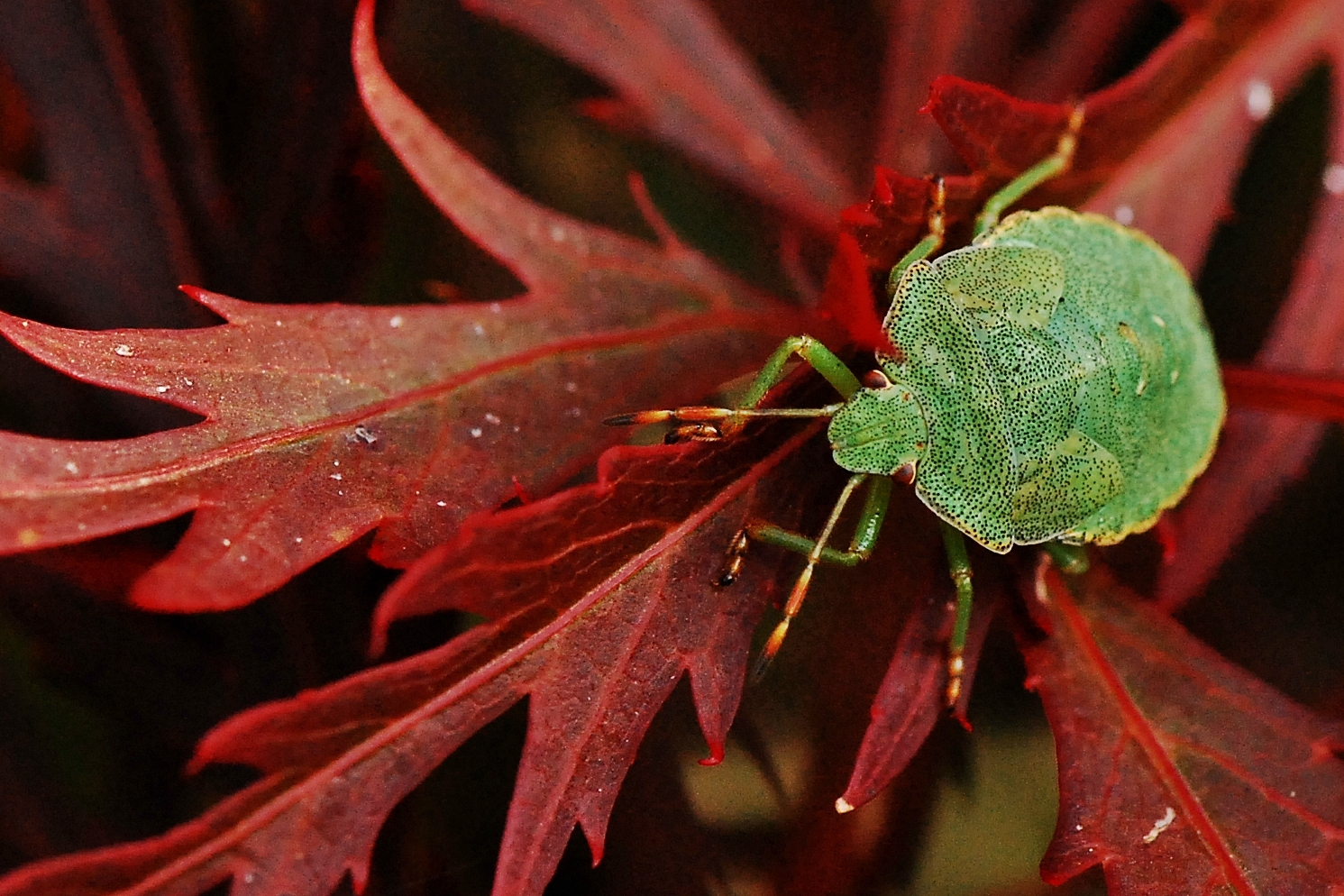 grüne Stinkwanze Foto & Bild | tiere, wildlife, insekten Bilder auf ...