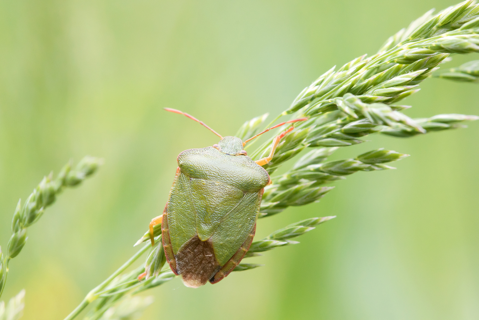Grüne Stinkwanze Foto & Bild | tiere, wildlife, insekten Bilder auf ...