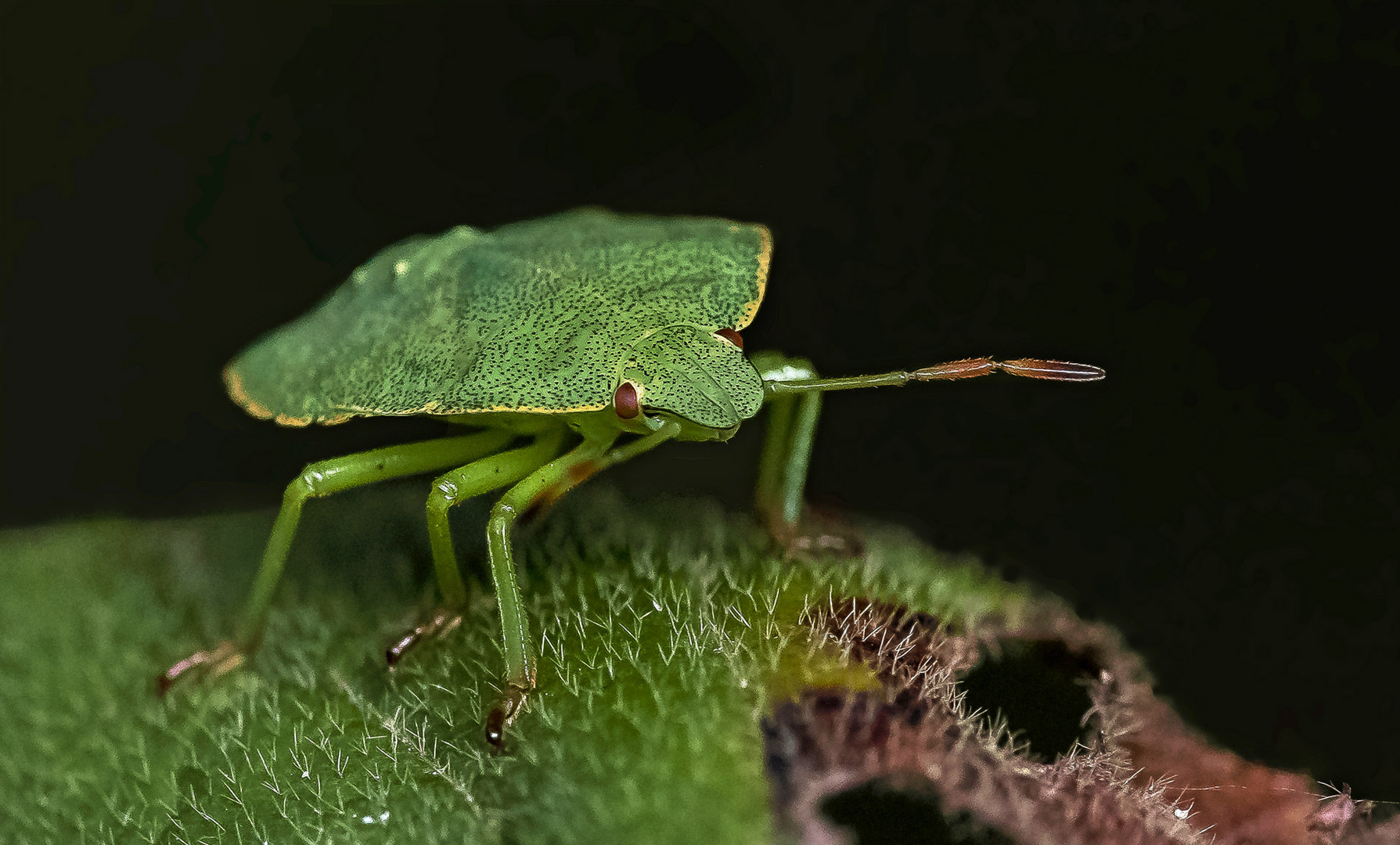 Grüne Stinkwanze Foto & Bild | tiere, wildlife, insekten Bilder auf ...