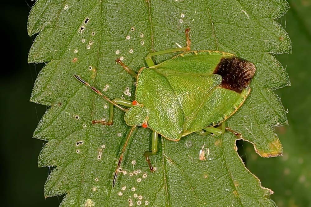 Grüne Stinkwanze Foto & Bild | andere insekten, fotos, makro Bilder auf ...