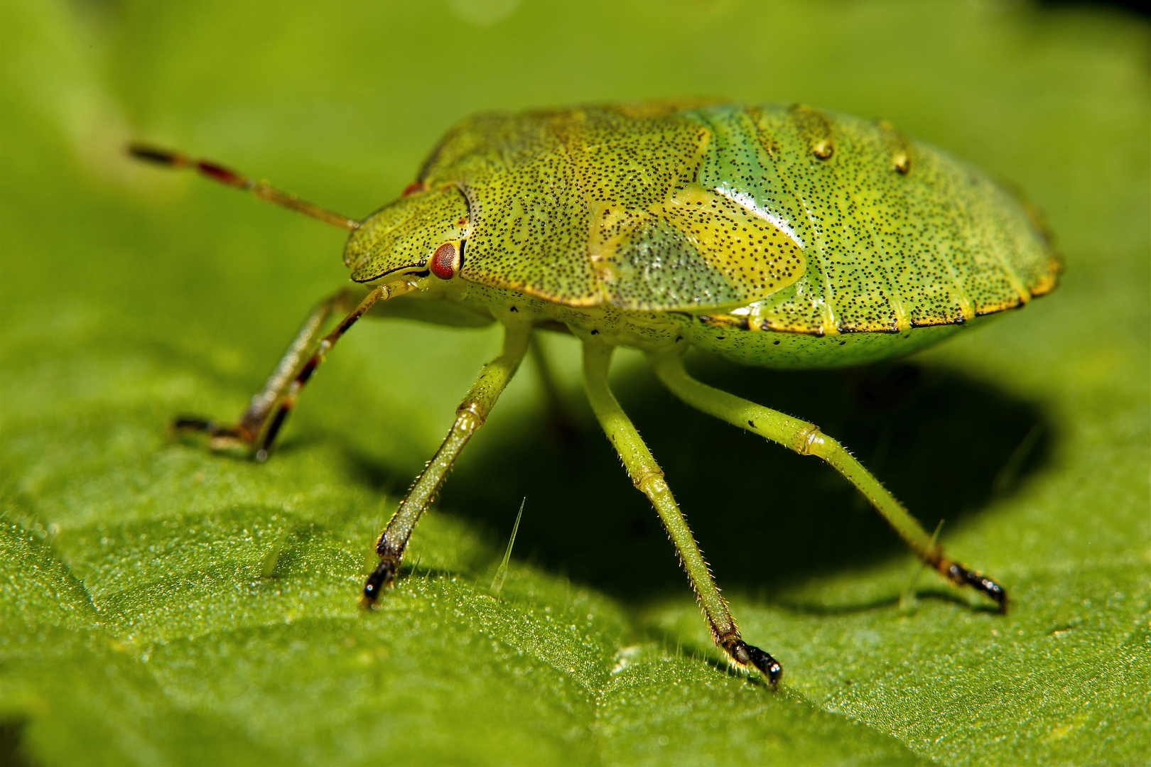 Grüne Stinkwanze (Larve) Foto & Bild | sommer, makro, natur Bilder auf ...