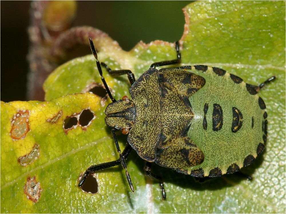 Grüne Stinkwanze - Larve von Palomena prasina Foto & Bild | tiere ...