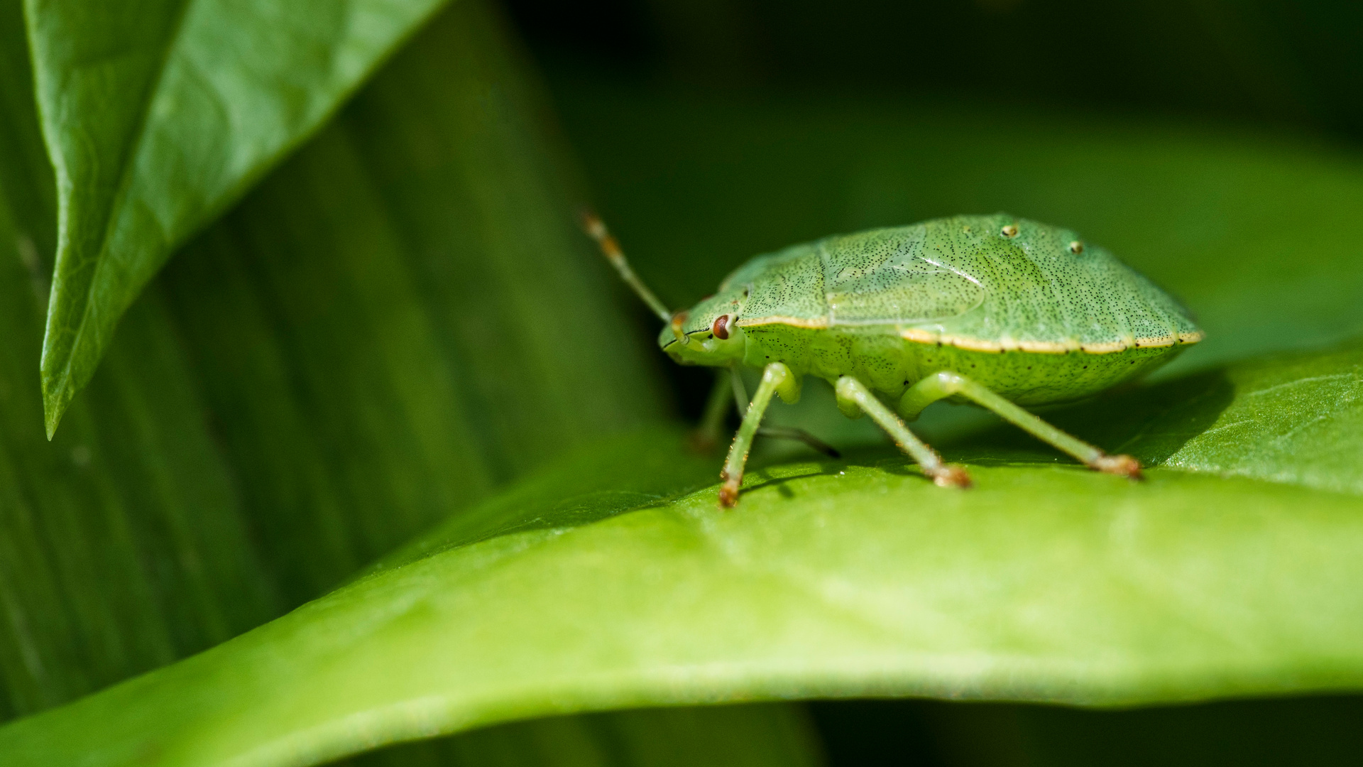 Grüne Stinkwanze - Makro 2 Foto & Bild | fotos, natur, insekten Bilder ...
