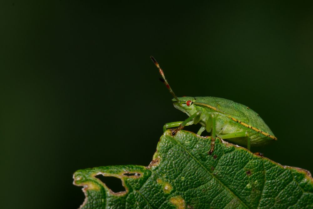 Grüne Stinkwanze Nymphe 1 Foto & Bild | nature, outdoor, grün Bilder ...
