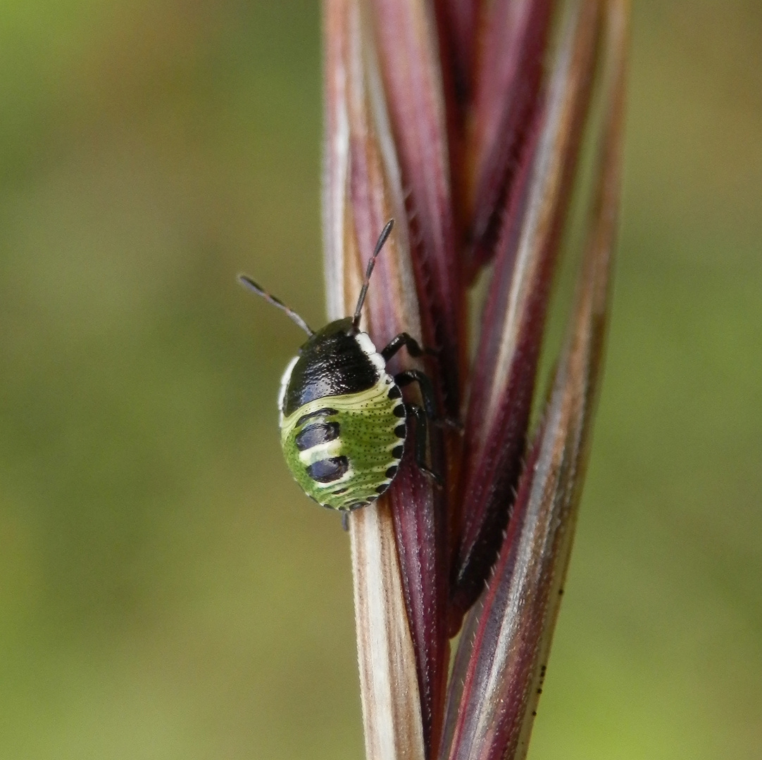 Grüne Stinkwanze (Palomena prasina) - Nymphe, L2-Larve Foto & Bild ...