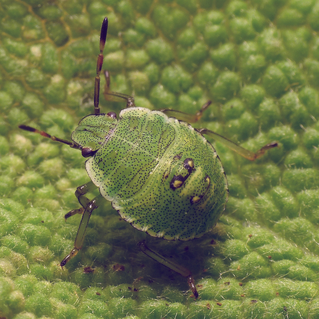 Grüne Stinkwanze (Palomena prasina) - Nymphe, L3-Larve Foto & Bild ...