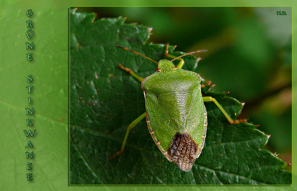 Grüne Stinkwanze Palomena viridissima Foto & Bild | tiere, wildlife ...