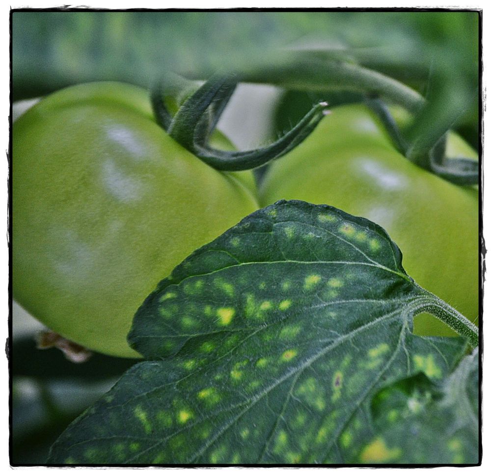 Grüne Tomate Foto & Bild | first of all, grün, tomate Bilder auf ...