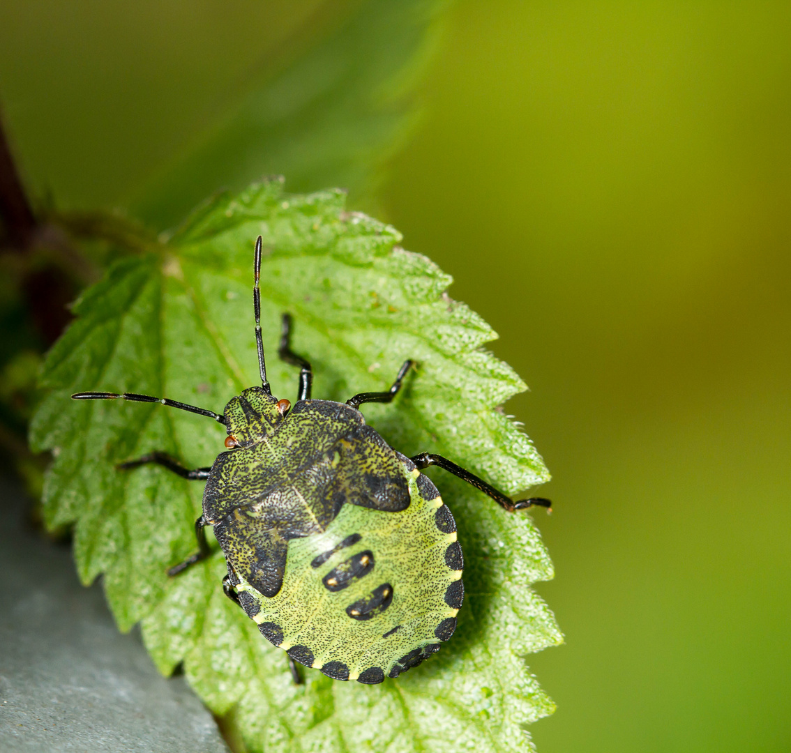 Grüne Wanze Foto & Bild | tiere, wildlife, insekten Bilder auf ...