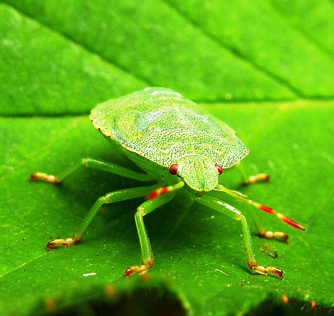 Grüne Wanze Foto & Bild | tiere, wildlife, insekten Bilder auf ...
