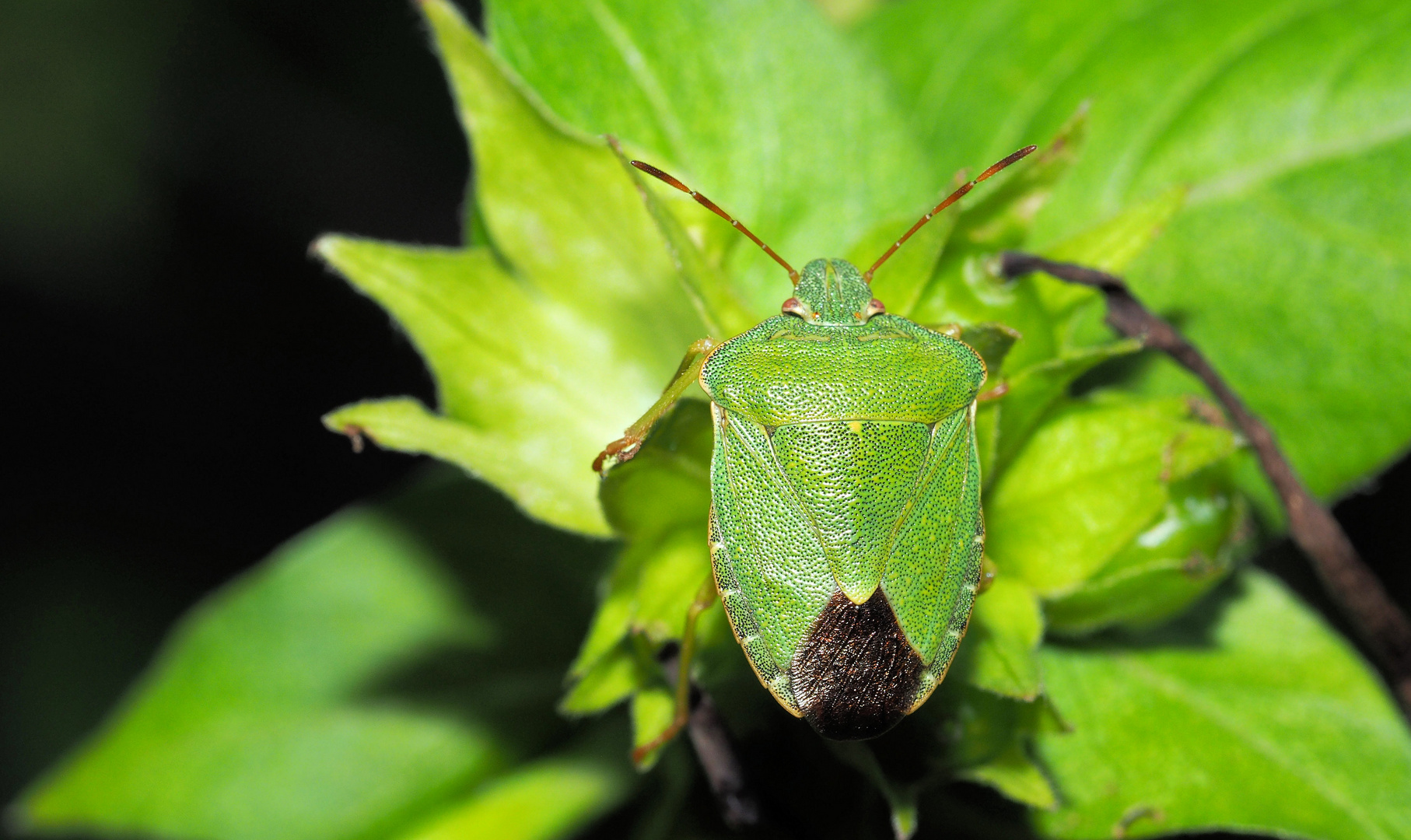 Grüne Wesen … Foto & Bild | natur, insekt, insekten Bilder auf ...