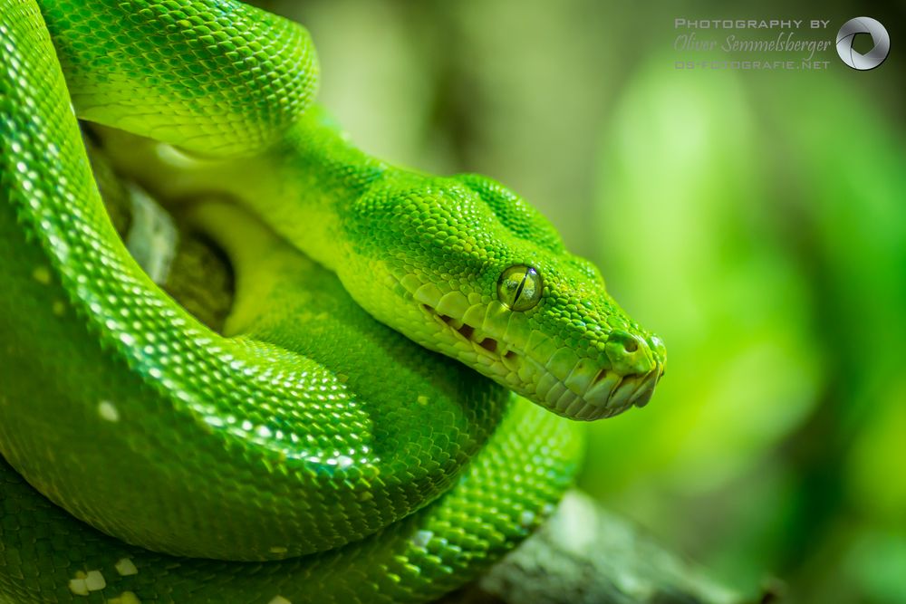 Grüner Baumpython Foto & Bild | tiere, zoo, wildpark & falknerei ...