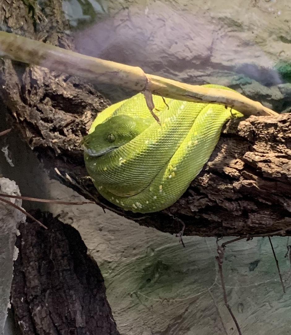 Grüner Baumpython Foto & Bild | tiere, zoo, wildpark & falknerei ...