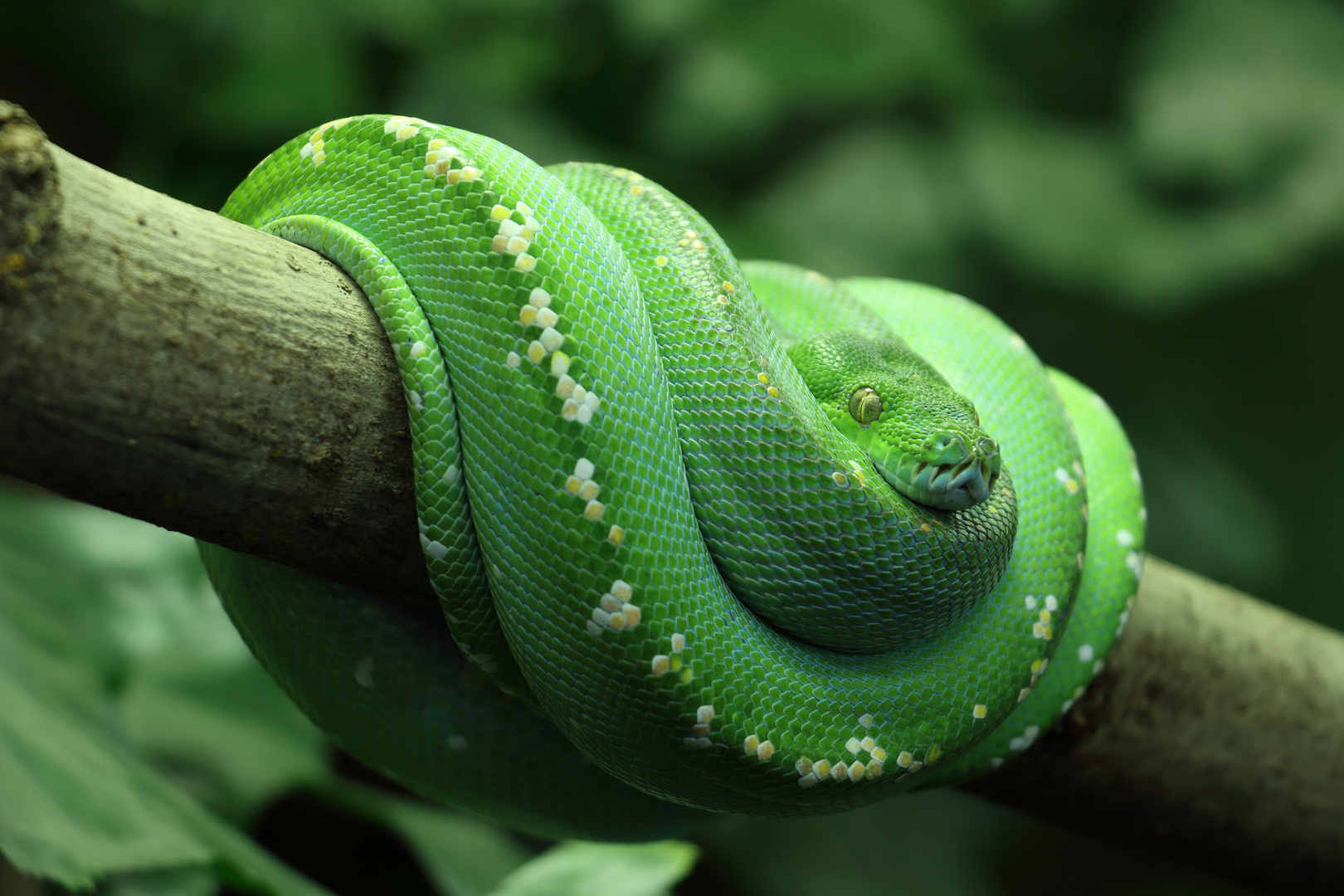 Grüner Baumpython Foto & Bild | tiere, zoo, wildpark & falknerei ...