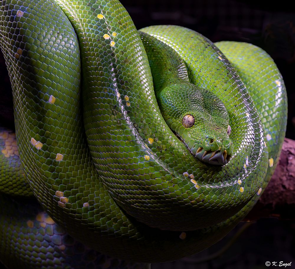 Grüner Baumpython Foto & Bild | fotos, natur, zoo Bilder auf fotocommunity