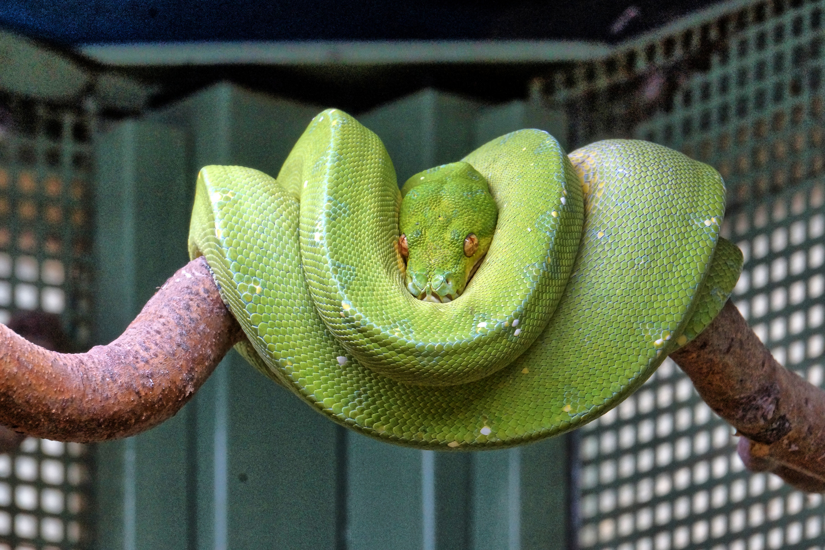 Grüner Baumpython Foto & Bild | natur, zoo, tiere Bilder auf fotocommunity