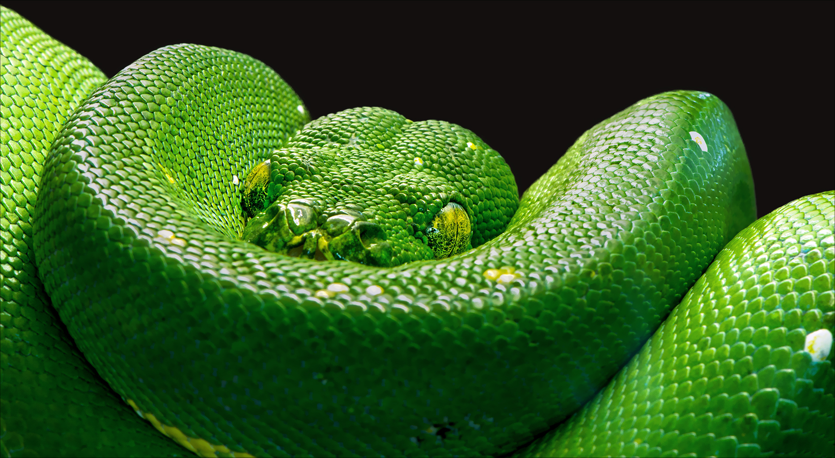 Grüner Baumpython Foto & Bild | grün, natur, zoo Bilder auf fotocommunity