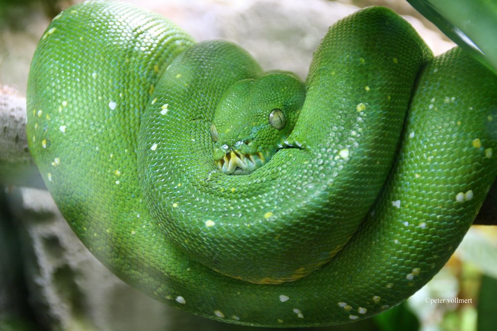 grüner Baumpython Foto & Bild | grün, natur, tier Bilder auf fotocommunity