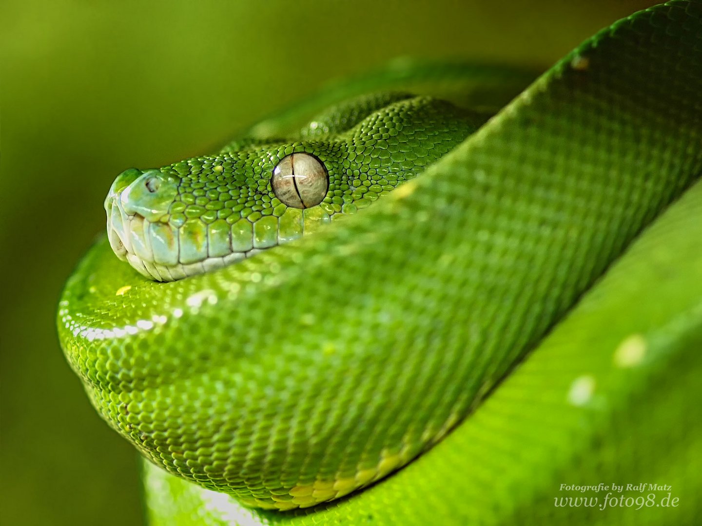 Grüner Baumpython Foto & Bild | tiere, zoo, wildpark & falknerei ...
