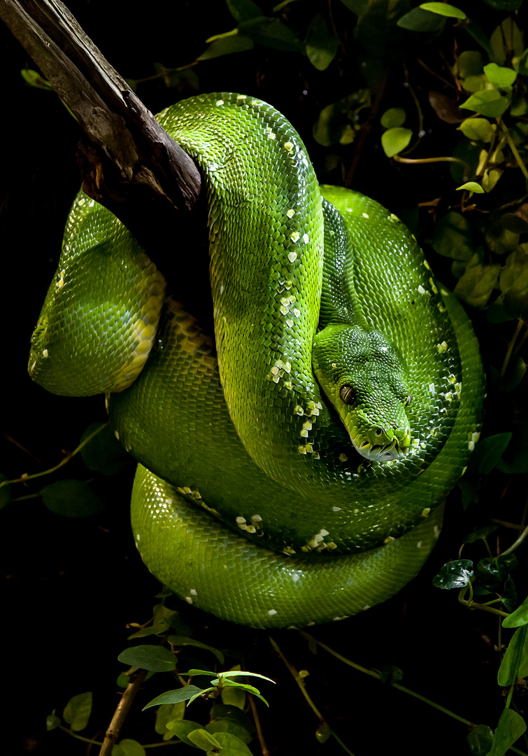 Grüner Baumpython Foto & Bild | natur, zoo, tiere Bilder auf fotocommunity