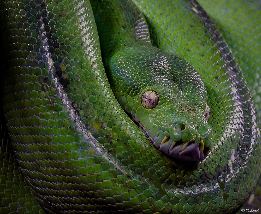 Grüner Baumpython Foto & Bild | fotos, natur, zoo Bilder auf fotocommunity