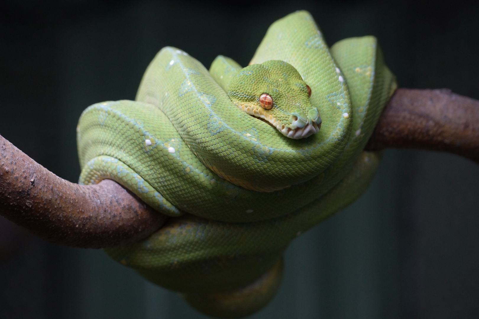 Grüner Baumpython Foto & Bild | tiere, zoo, wildpark & falknerei ...