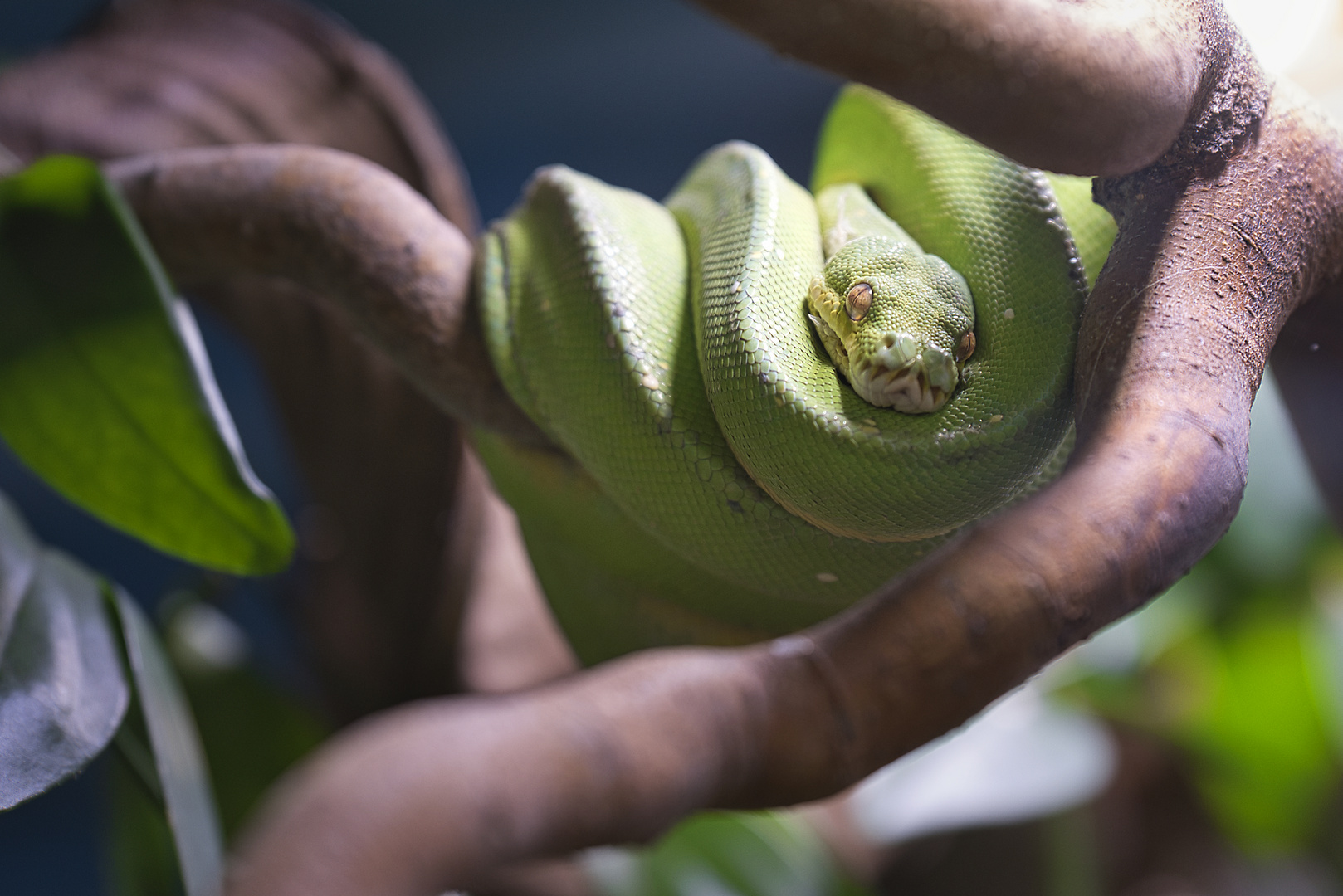 Grüner Baumpython Foto & Bild | tiere, zoo, wildpark & falknerei ...