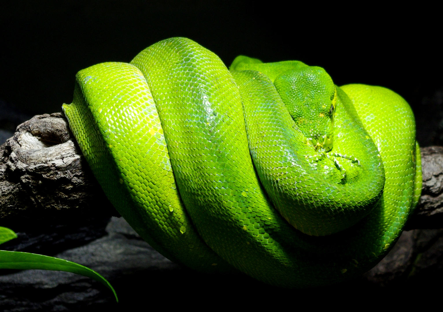 Grüner Baumpython Foto & Bild | tiere, zoo, wildpark & falknerei ...
