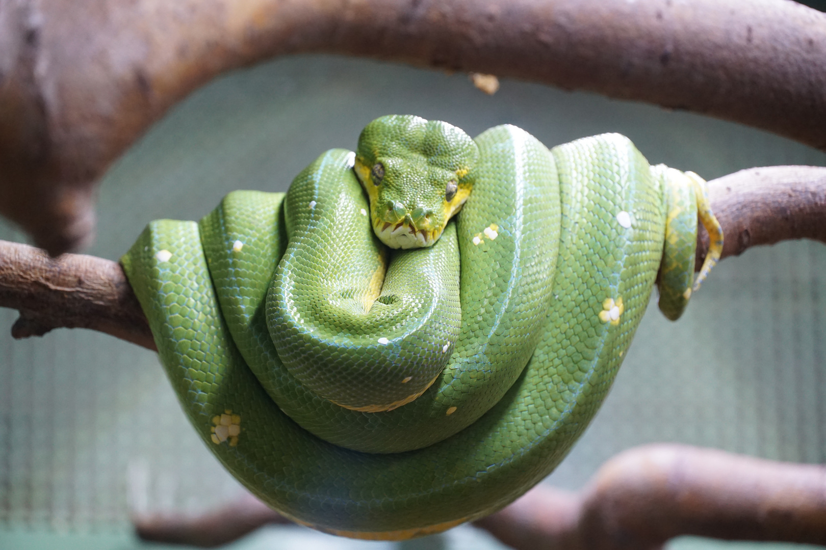 Grüner Baumpython Foto & Bild | natur, zoo, tiere Bilder auf fotocommunity
