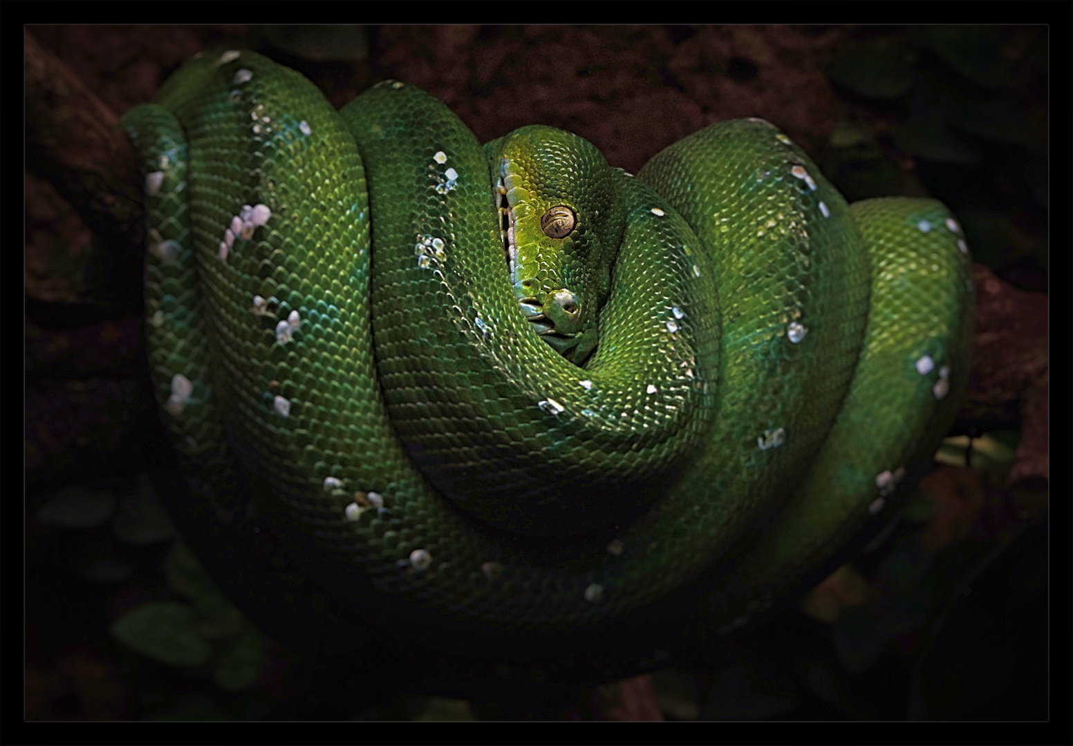 grüner Baumpython, die Zweite... Foto & Bild | tiere, zoo, wildpark ...