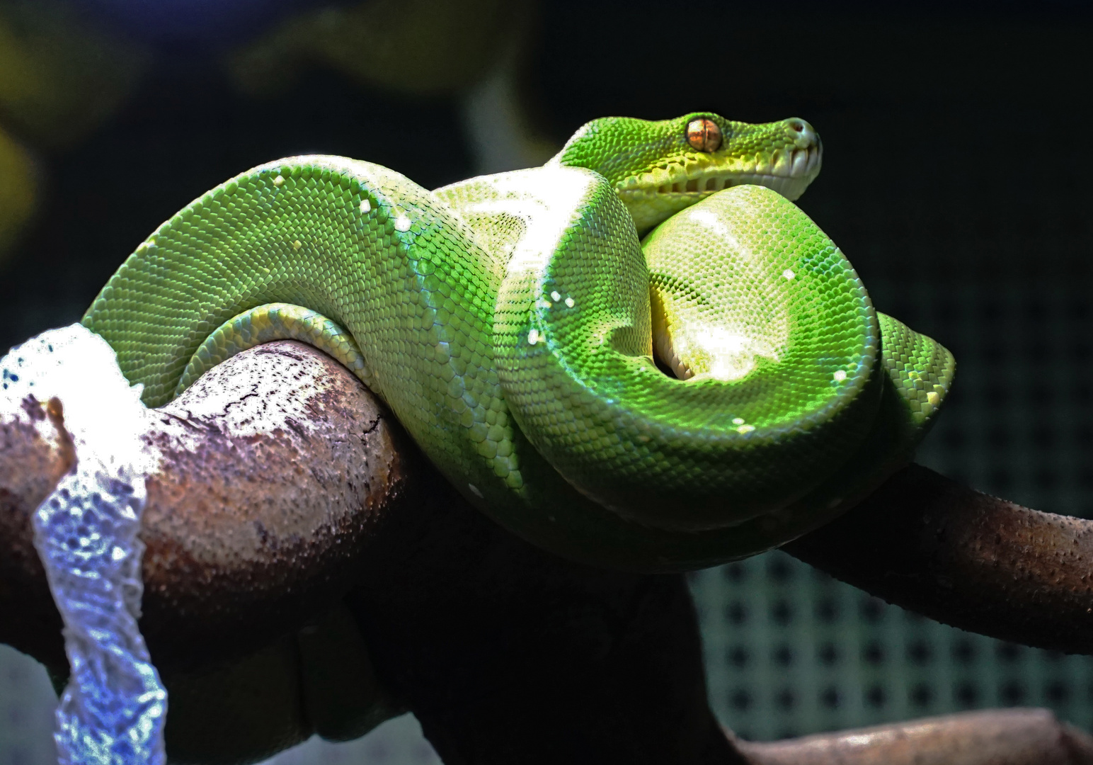 Grüner Baumpython Foto & Bild | australien, schlange, reptil Bilder auf ...