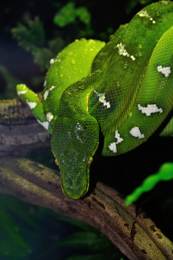 -Grüner Baumpython- Foto & Bild | tiere, zoo, wildpark & falknerei ...