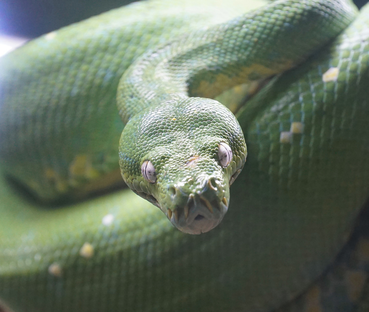 Grüner Baumpython Foto & Bild | tiere, zoo, wildpark & falknerei ...