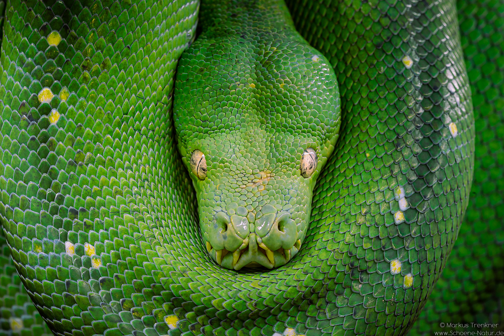 Grüner Baumpython [Morelia viridis] Foto & Bild | tiere, zoo, wildpark ...