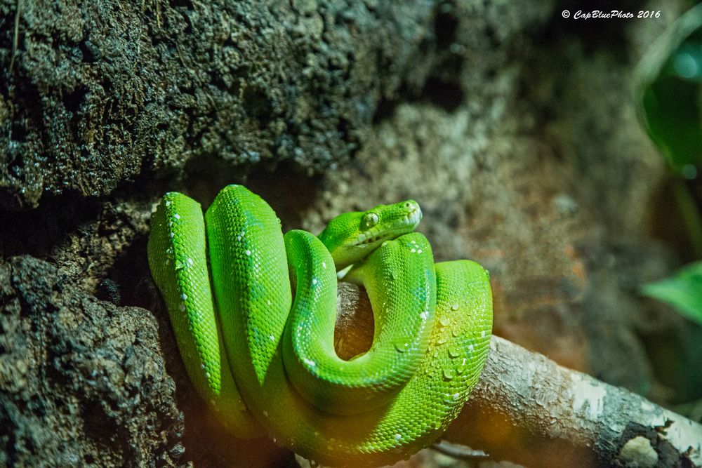 Grüner Baumpython (Morelia viridis) | CapBluePhoto Fotocommunity