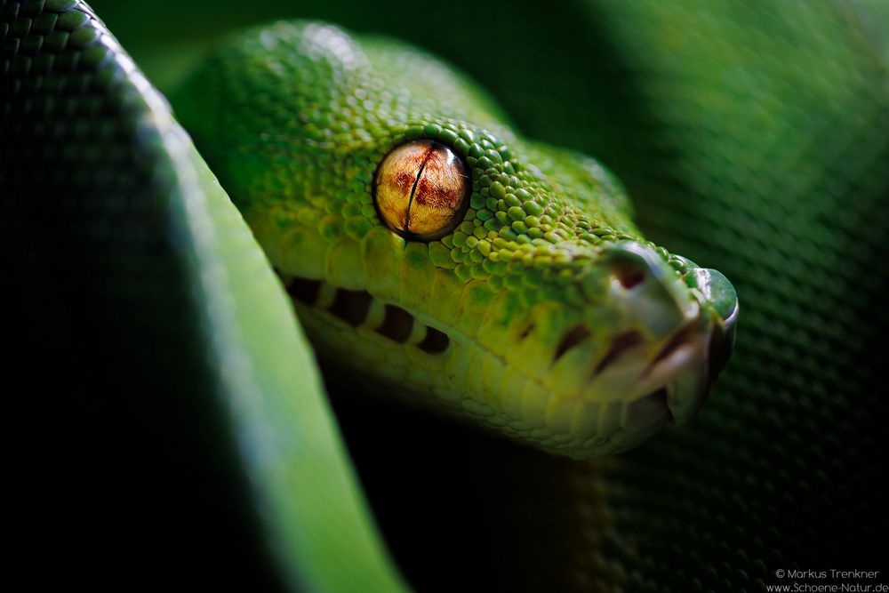 Grüner Baumpython [Morelia viridis] Foto & Bild | tiere, zoo, wildpark ...