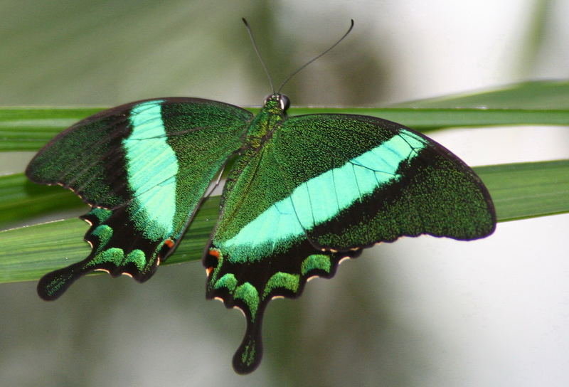 grüner Falter Foto & Bild | tiere, zoo, wildpark & falknerei, insekten ...