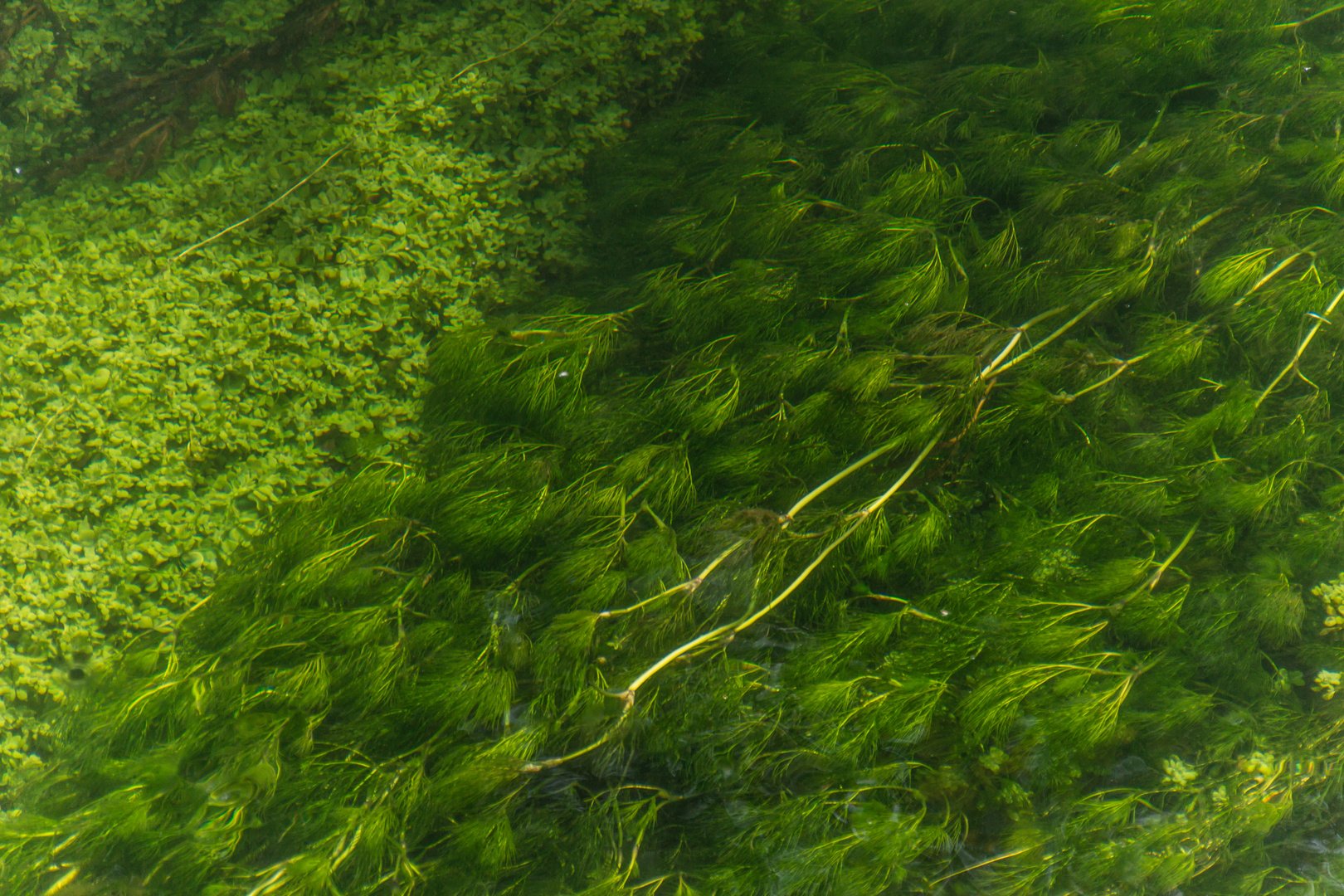 Grüner Fluss Foto & Bild | landschaft, bach, fluss & see, flüsse und ...