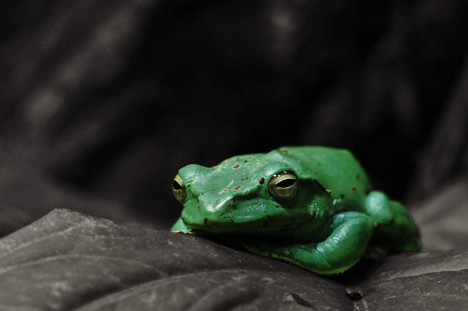 grüner Frosch Foto & Bild | tiere, zoo, wildpark & falknerei, amphibien ...