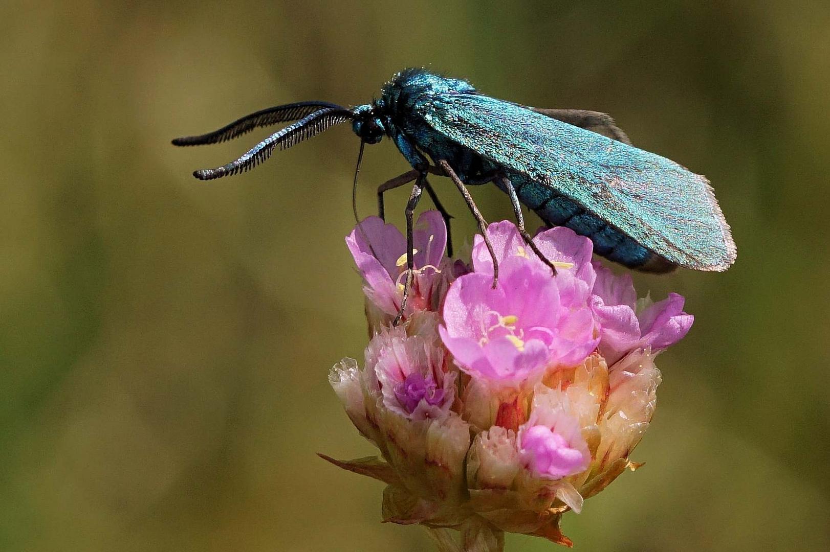 Grüner Geselle Foto & Bild | schmetterlinge & co, makro, wiese Bilder ...