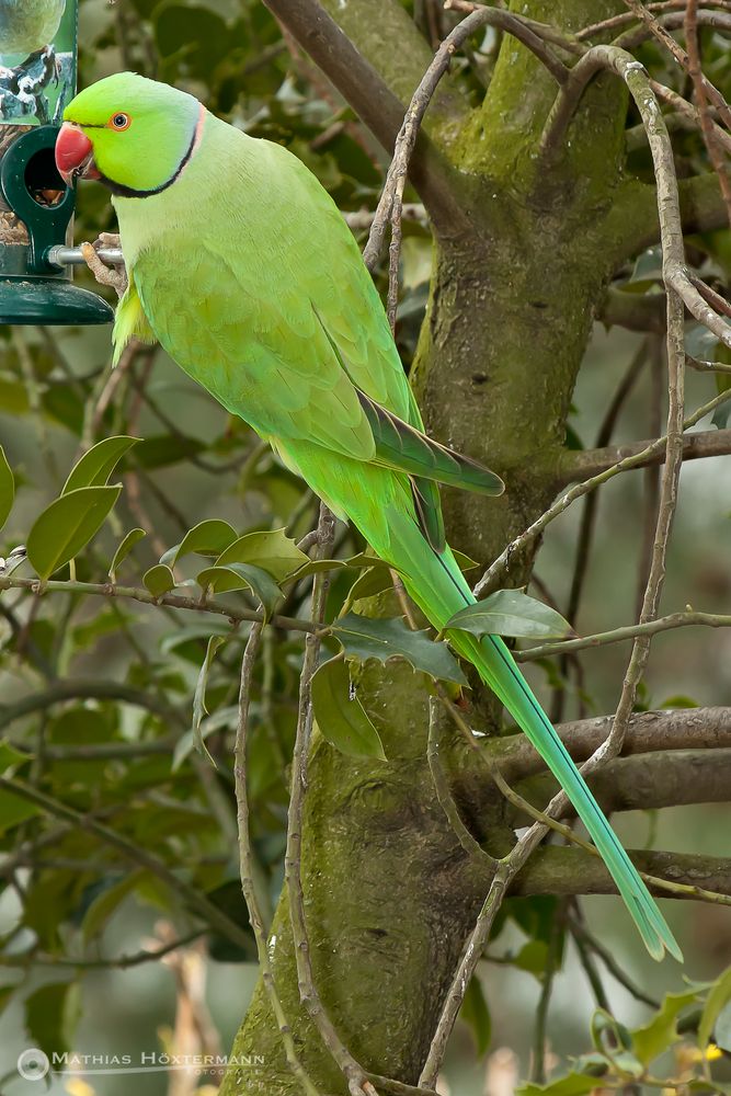 Grüner Halsbandsittich in Köln Foto & Bild | tiere, zoo, wildpark ...