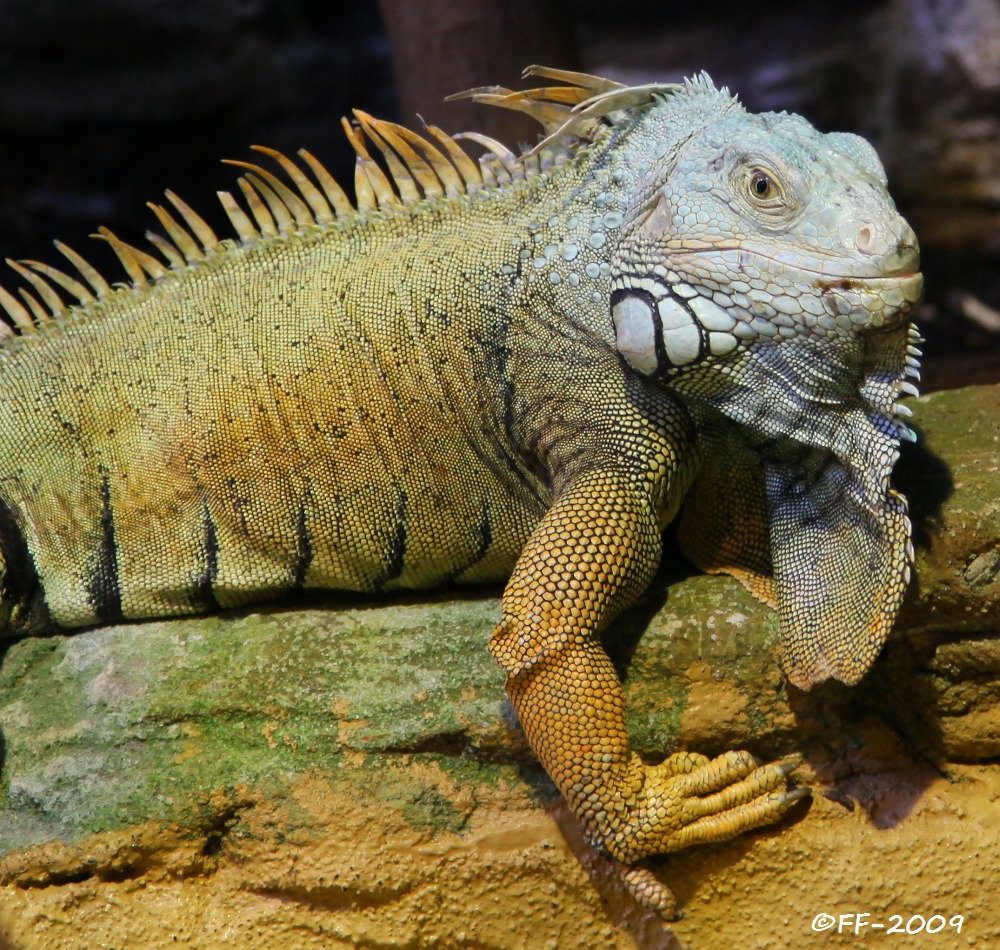 Grüner Leguan Foto & Bild | tiere, zoo, wildpark & falknerei, amphibien ...